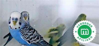 Pájaros. Compra venta de pájaros, jaulas y accesorios | Milanuncios