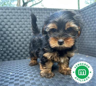 Milanuncios - YORKI TOY MACHITO