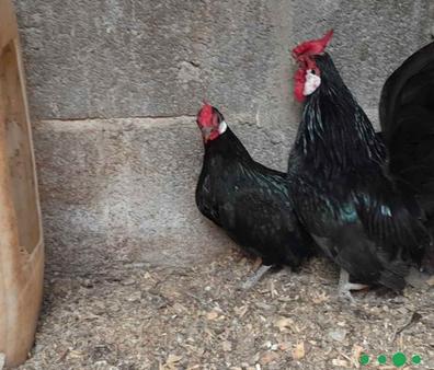 Gallinas puras Mascotas en adopción y accesorios de mascota de segunda ...