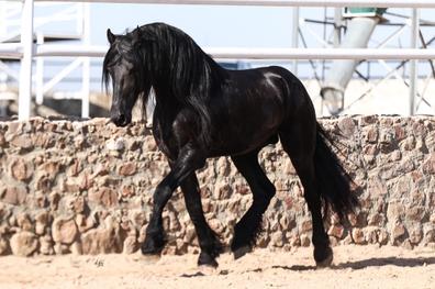 Frison Caballosen venta . Comprar y vender caballos a buen precio ...