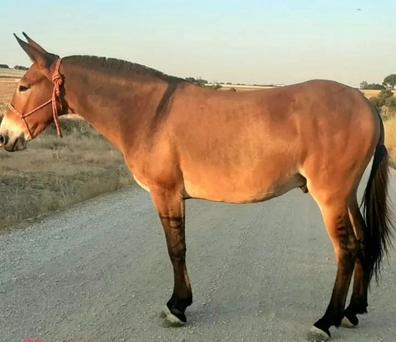 Mulas. Compra venta de mulas al mejor precio y adopción | Milanuncios