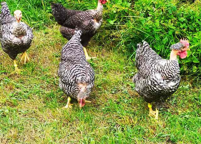 Milanuncios - GALLINAS DE RAZA PI-ROCK