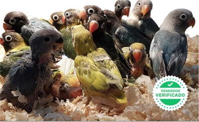 MILANUNCIOS | Pájaros. Compra venta de pájaros, jaulas y accesorios