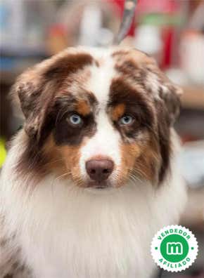 Milanuncios - Pastor miniatura americano o Mini Aussie