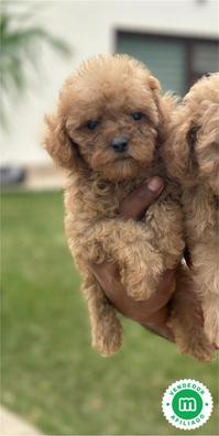 Milanuncios - CAVAPOO