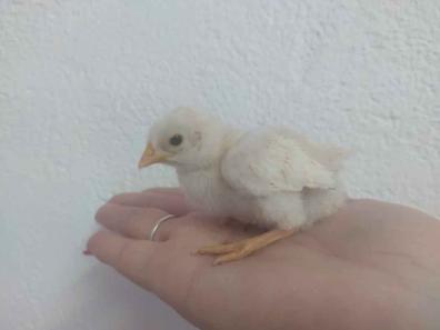 Milanuncios - pollitos