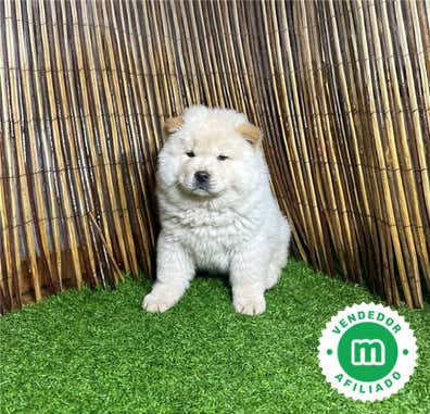Chow chow en venta | Milanuncios
