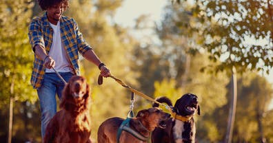 Cuidadores perros domicilio Ofertas de empleo. Buscar y encontrar ...