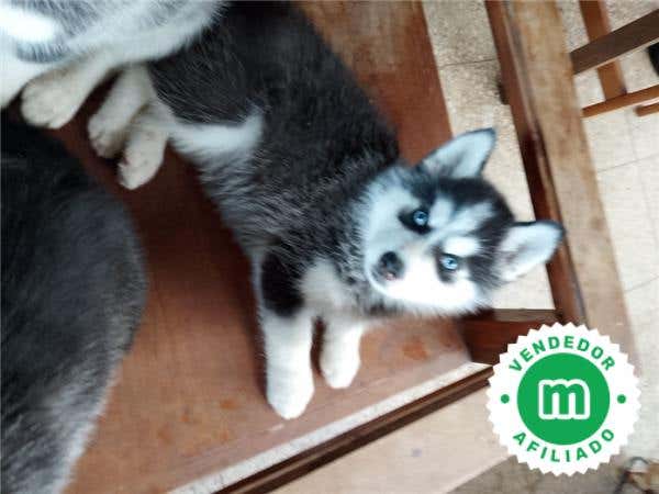 Milanuncios - Huski siberiano arroyomolinos