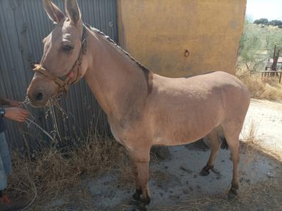 MILANUNCIOS | Mulos Mulas. Compra venta de mulas al mejor precio y adopción