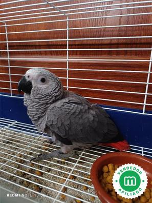 Yaco en venta | Milanuncios