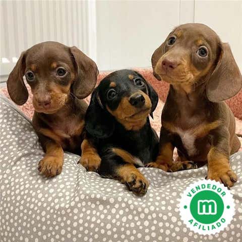 Milanuncios - ** CACHORROS TECKEL