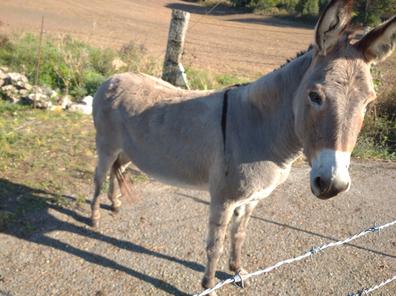 MILANUNCIOS | Burras Burros. Compra venta de yeguas al mejor precio y ...