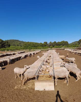 Milanuncios - BEBEDEROS DE HORMIGON