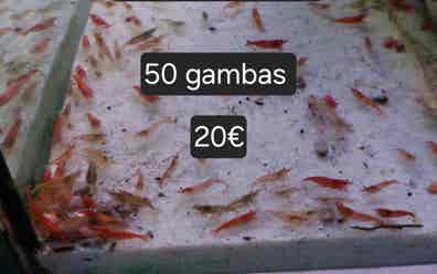 Gambas acuario en venta | Milanuncios