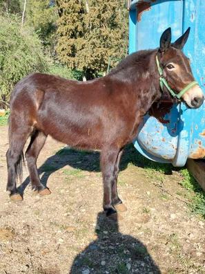 Mulas. Compra venta de mulas al mejor precio y adopción | Milanuncios