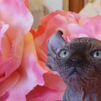 Milanuncios - Sphynx dwelf egipcio gato