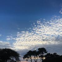 Milanuncios - Palmeras para Berto