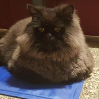 Milanuncios - Lego R3-T2 (75198)