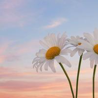 Milanuncios - EL VUELO DE LA GAVIOTA AZUL