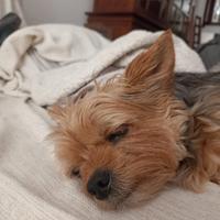 Milanuncios - Tocadiscos DUAL CS 514