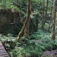 Milanuncios - Antigua Gran Codorniú en caja original