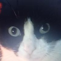 Milanuncios - Gafa lupa binocular dental/quirúrgica