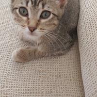 Milanuncios - Ford - Focus