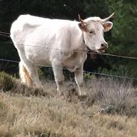 Milanuncios - Sant Pere i Sant Pau - Carrer del Capve