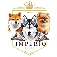 Milanuncios - CACHORRO POMSKY- BUENA GENETICA Y SANOS